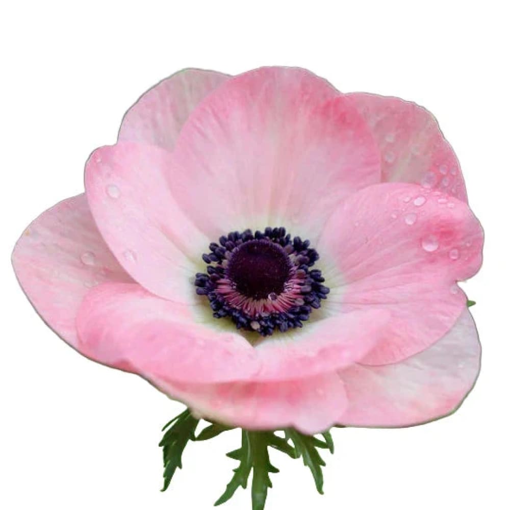 Anemone Mistral® Rosa Chiaro | Itāļu anemone gumiņi | Maigi rozā ziedi ...