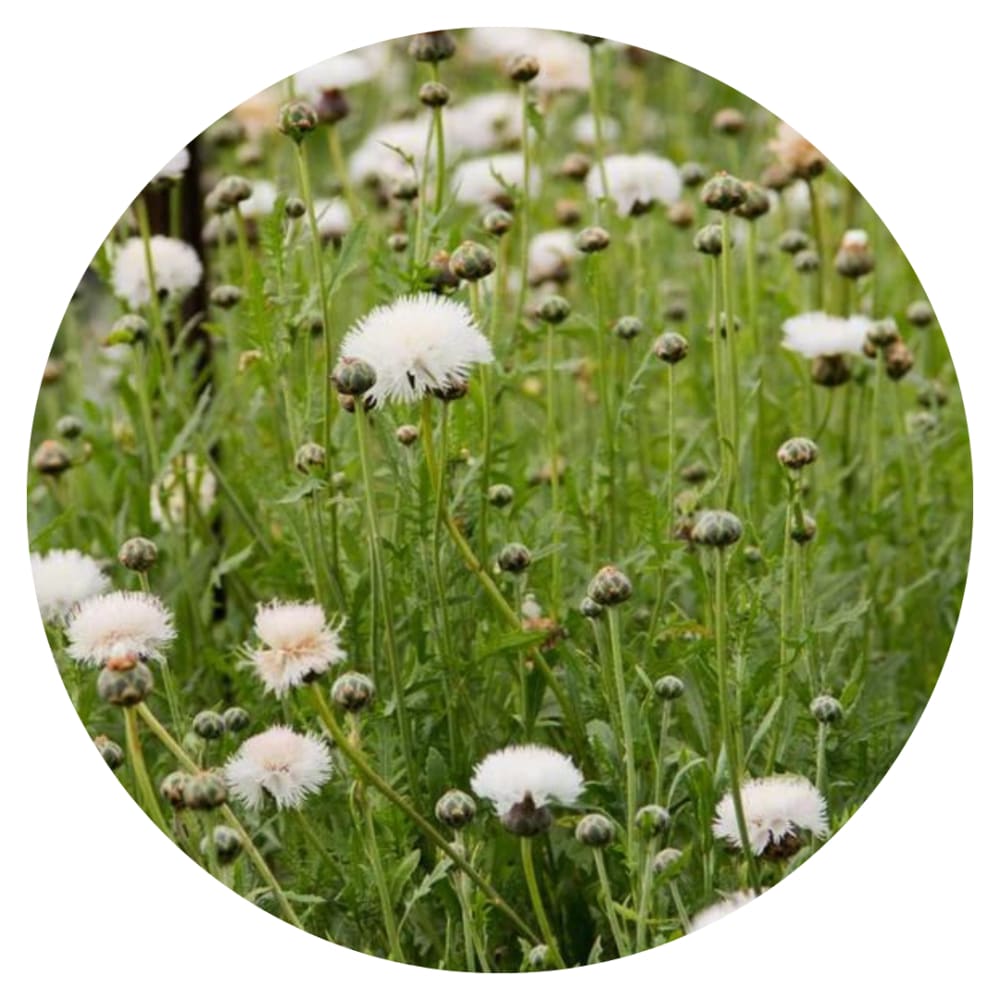 Centaurea moschata imperialis | Sweet Sultan THE BRIDE ...