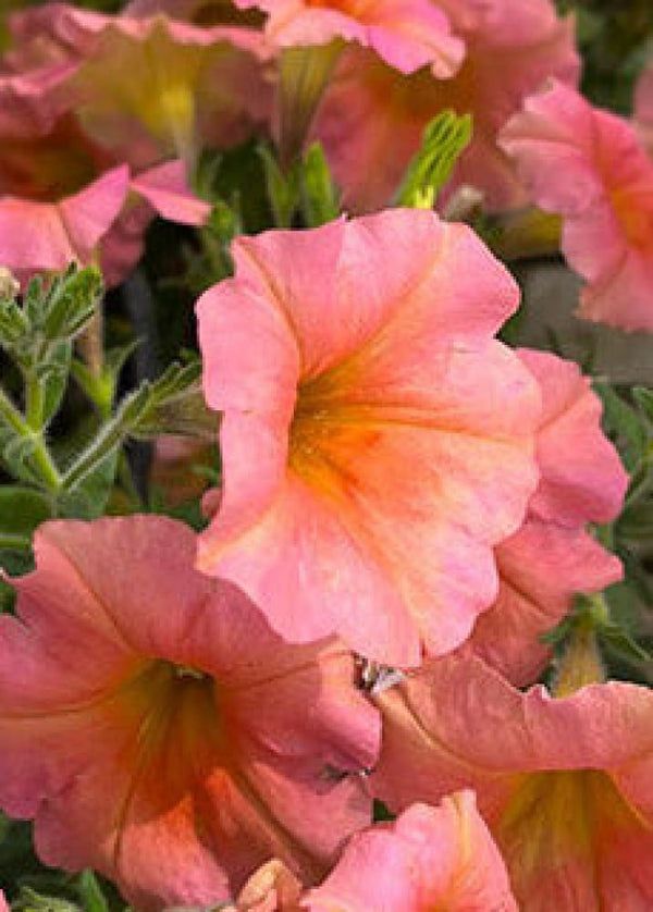 Itāļu Petūnija Pendolino Sensation Salmon-Orange F1 | Nokarenas ...