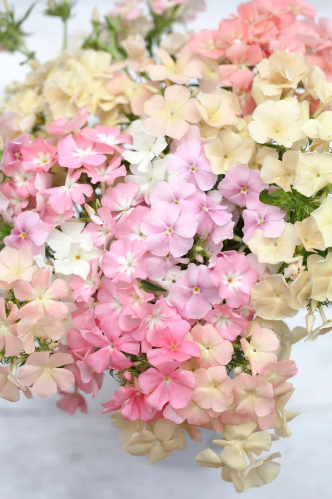 Drumonda floksis ‘Phlox of Sheep’ Pastel Mix | Phlox drummondii ...