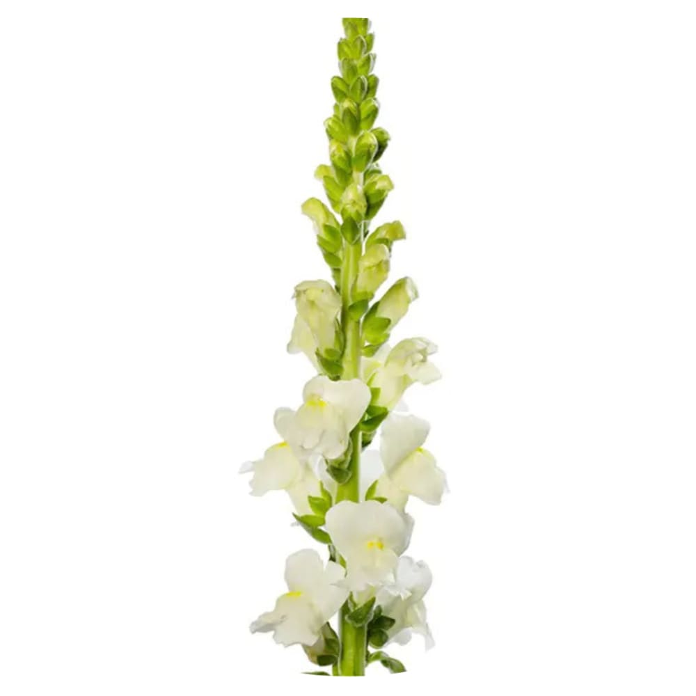 Snapdragon Avignon Ivory F1 | Elegant Ivory Antirrhinum majus ...