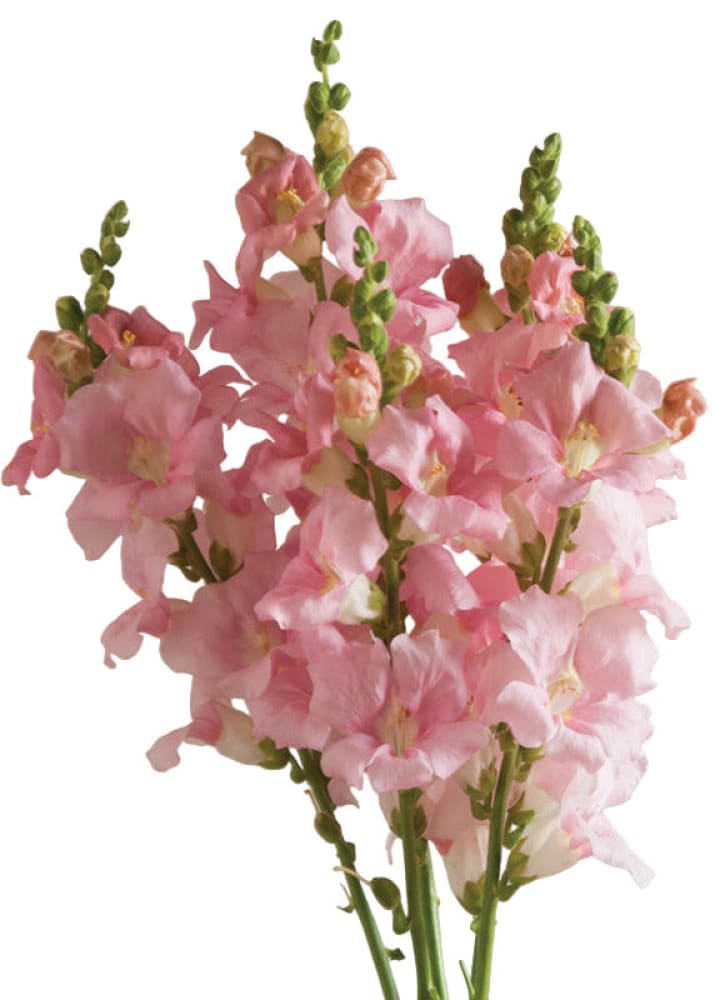 Lauvmutīte ‘Chantilly™ Light Pink’ | Antirrhinum majus | Agrīna F1 ...