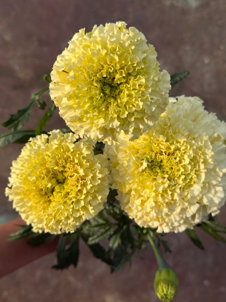 Augstā Samtene Big Swan White F1 | Tagetes erecta – Eleganta un ...